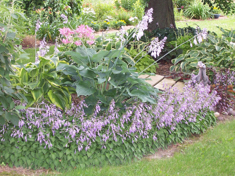 Perennial Bed Border Using Hosta - Favorite Perennials